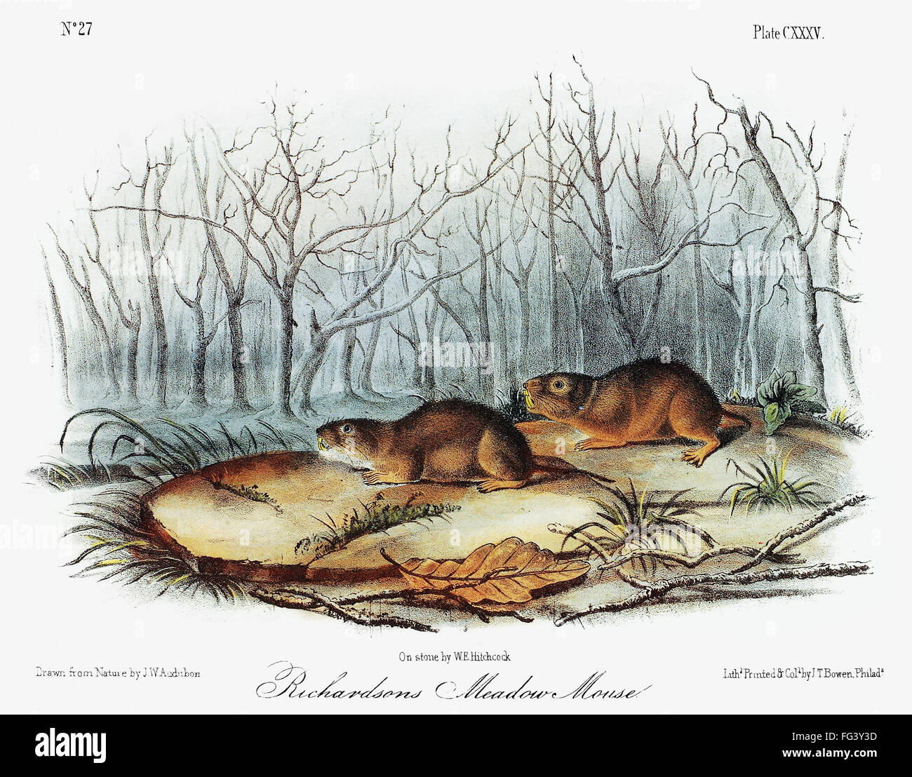AUDUBON: VOLES. /nNorth American water vole (Microtus richardsoni ...