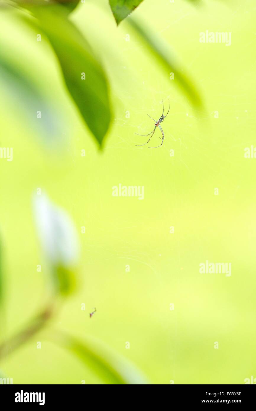 Spider On Plants Stock Photo - Alamy