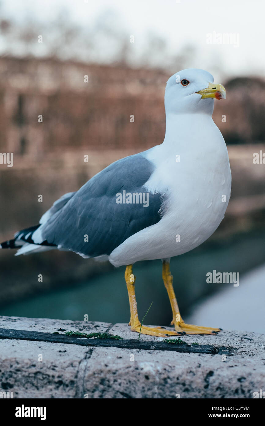 A seagull stands on the ancient Ponte Fabricio over the Tiber river in ...