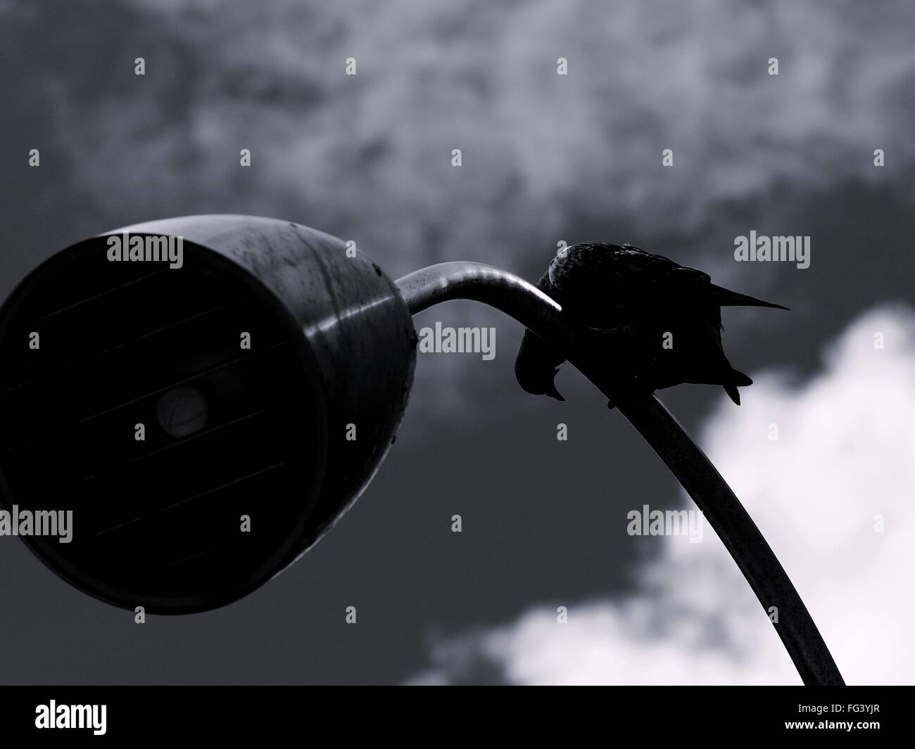 Light up animals hi-res stock photography and images - Alamy