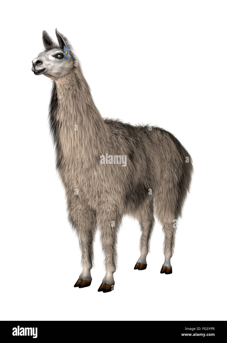 Camelid hair Cut Out Stock Images & Pictures - Alamy