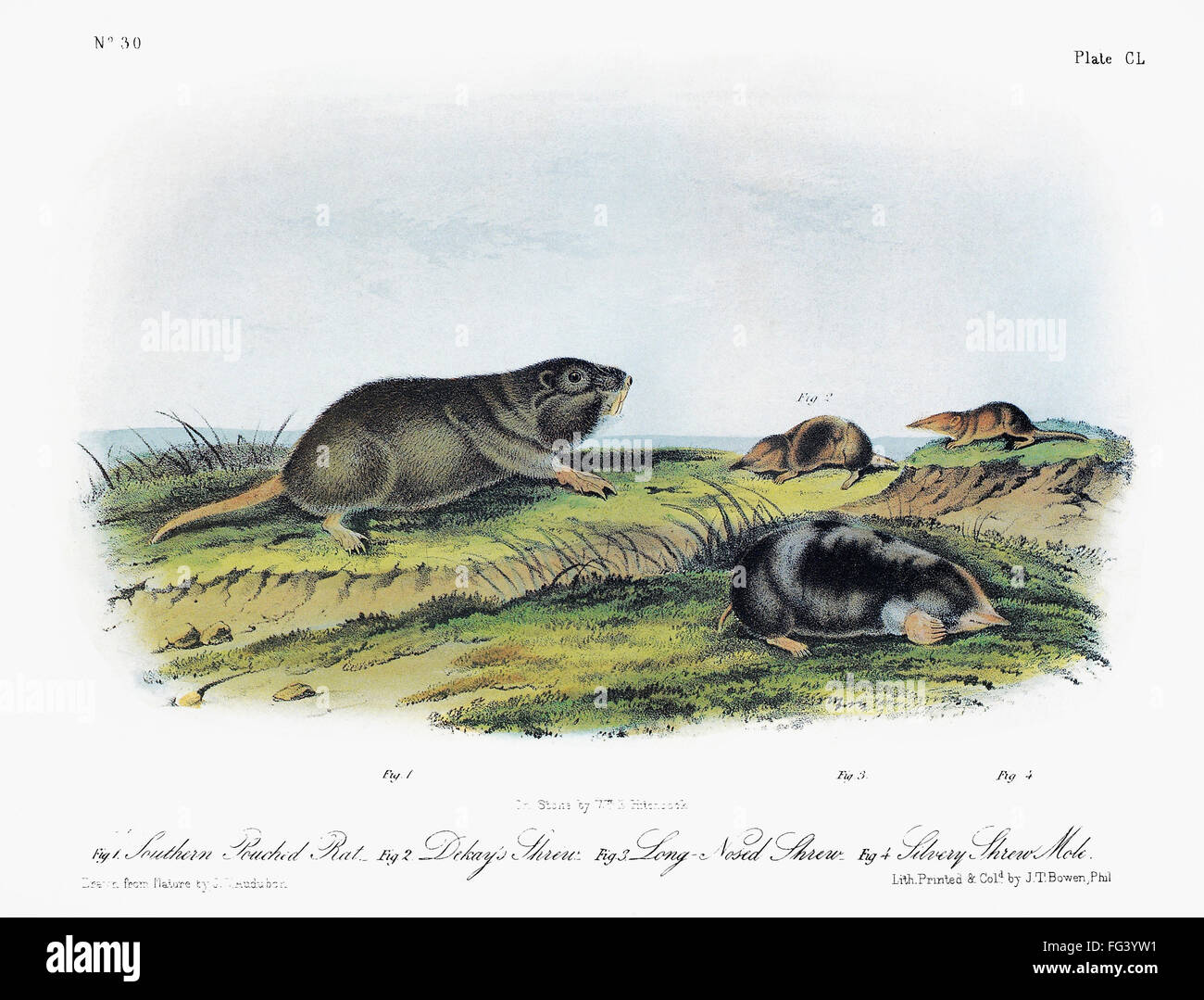 North american gopher hi-res stock photography and images - Alamy