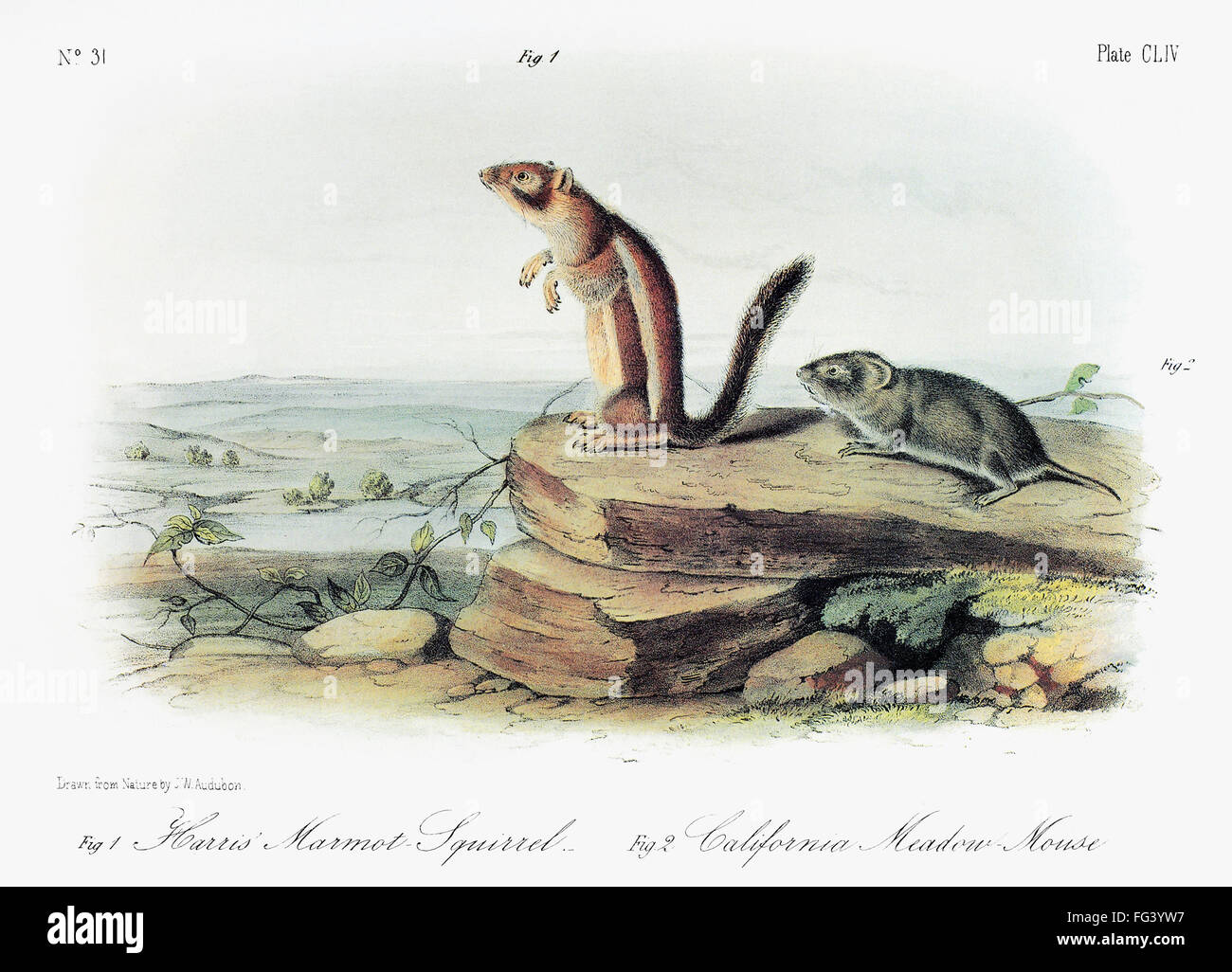 AUDUBON: SQUIRREL AND VOLE. /nHarris' antelope squirrel ...