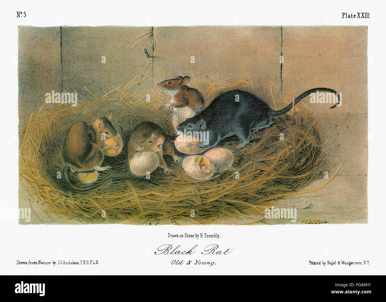 AUDUBON: RAT. /nBlack rat (Rattus rattus, formerly Mus rattus ...