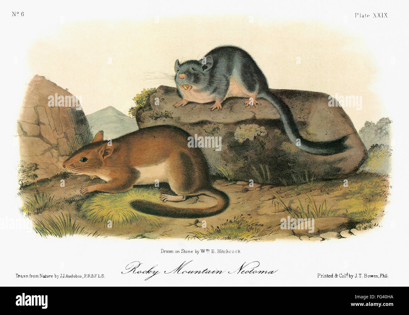 AUDUBON: WOODRAT. /nBushy-tailed woodrat, or Rocky Mountain pack rat ...