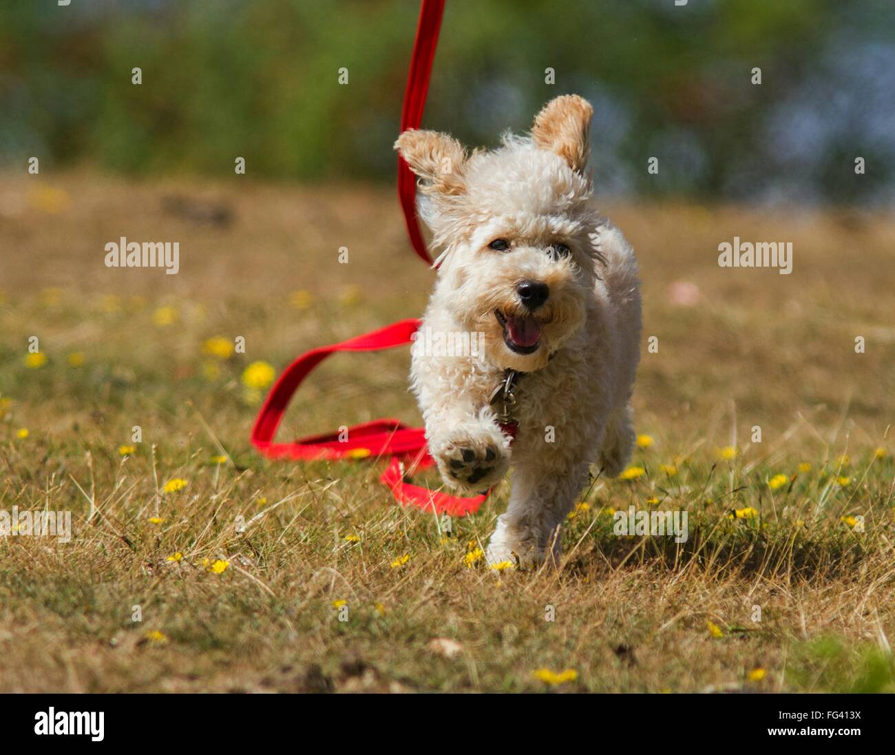 Portrait Of Cockapoo Running On Field Stock Photo - Alamy
