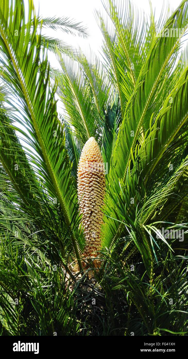 Nature of cycad hi-res stock photography and images - Alamy