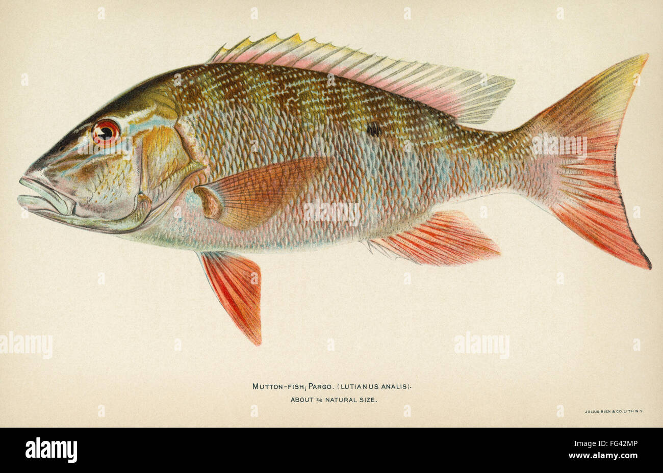 FISH: MUTTON SNAPPER. /nMutton snapper (Lutjanus analis). Lithograph by ...