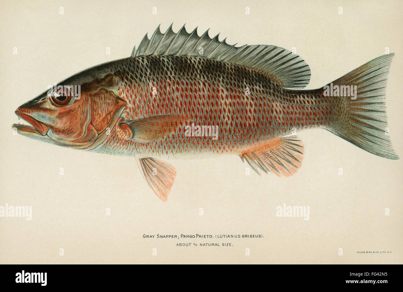FISH: GRAY SNAPPER. /nGray, or mangrove, snapper (Lutjanus griseus ...
