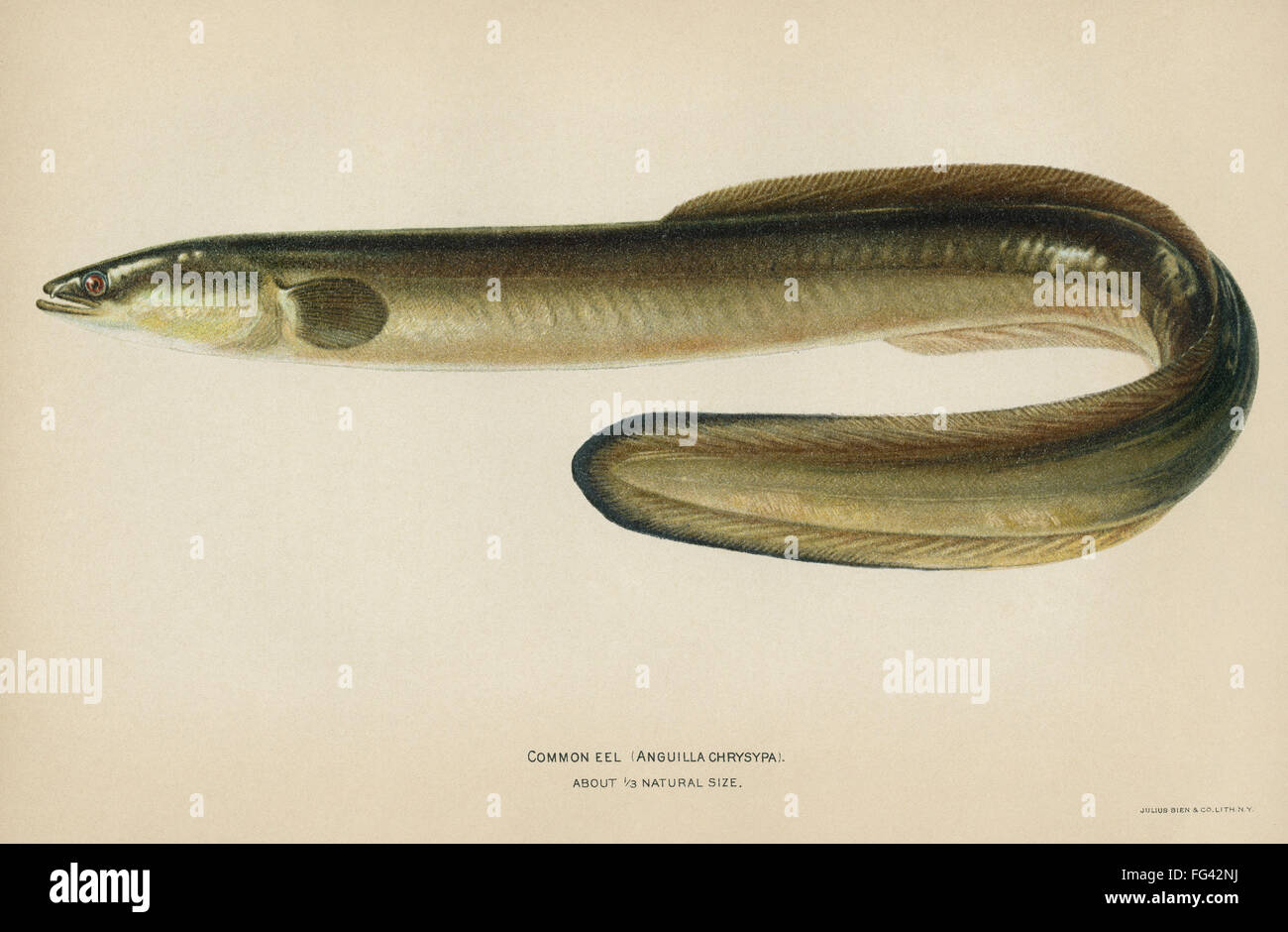 Common eel hi-res stock photography and images - Alamy