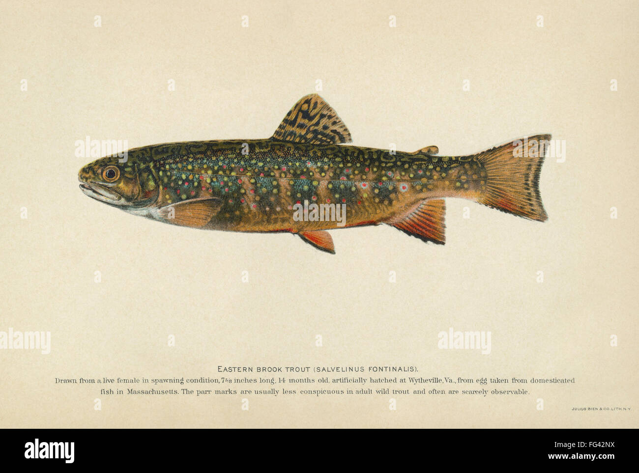 FISH: BROOK TROUT. /nEastern brook trout (Salvelinus fontinalis ...