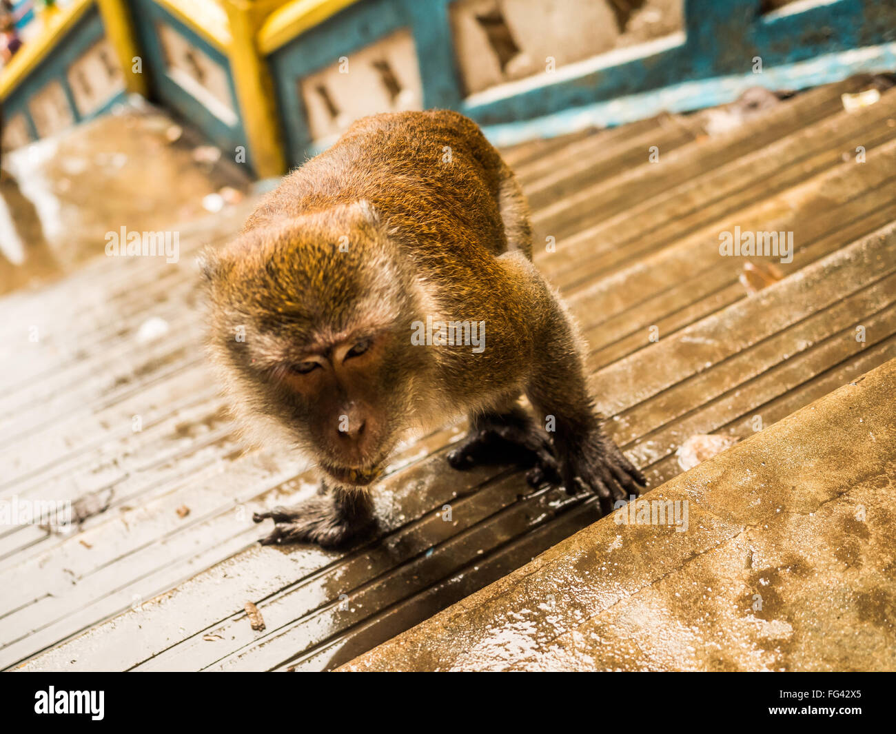 Monkey Steps High Resolution Stock Photography and Images - Alamy