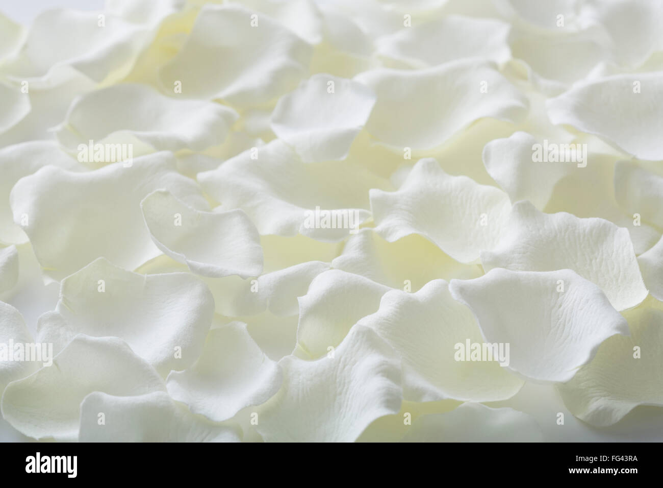 Flower petal patterns hi-res stock photography and images - Alamy