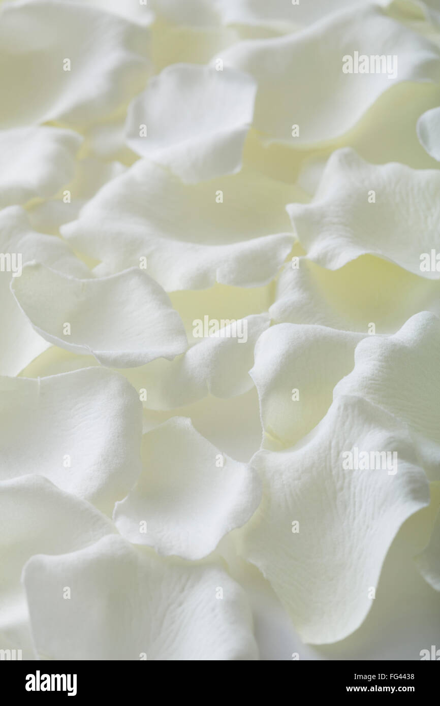 White flower frames hi-res stock photography and images - Alamy