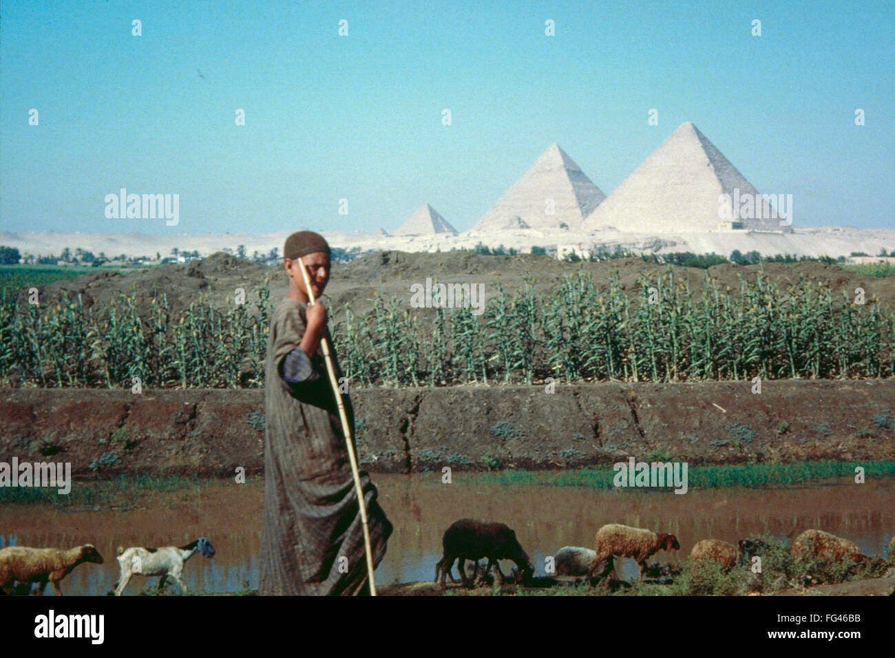 EGYPT: GIZA, c1965. /nA shepherd and sheep at an irrigated farm near ...