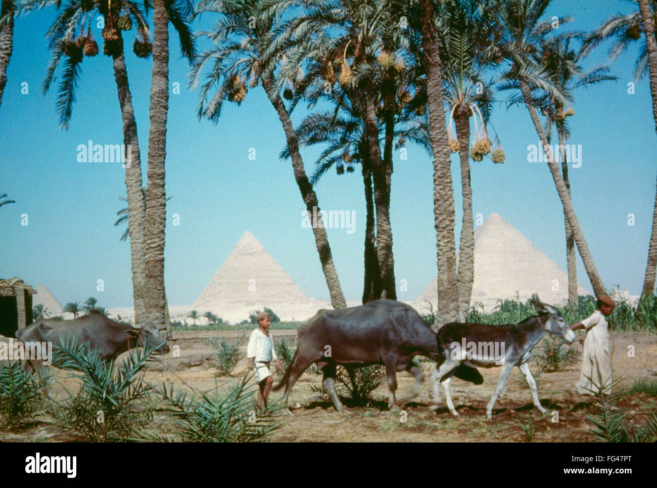 EGYPT: GIZA, c1970. /nMen with cattle and a donkey at Giza, Egypt, with ...