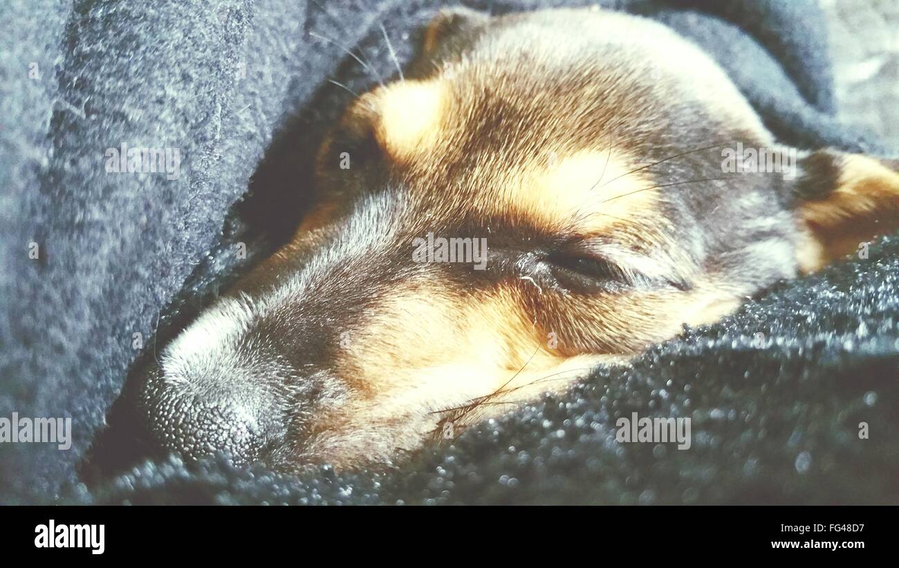 Sleeping jack russell dog hi-res stock photography and images - Alamy
