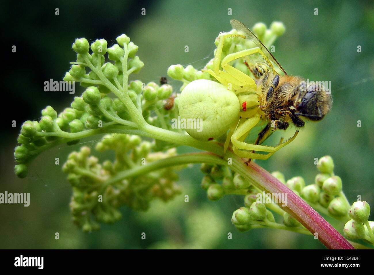 Bee spider hi-res stock photography and images - Alamy