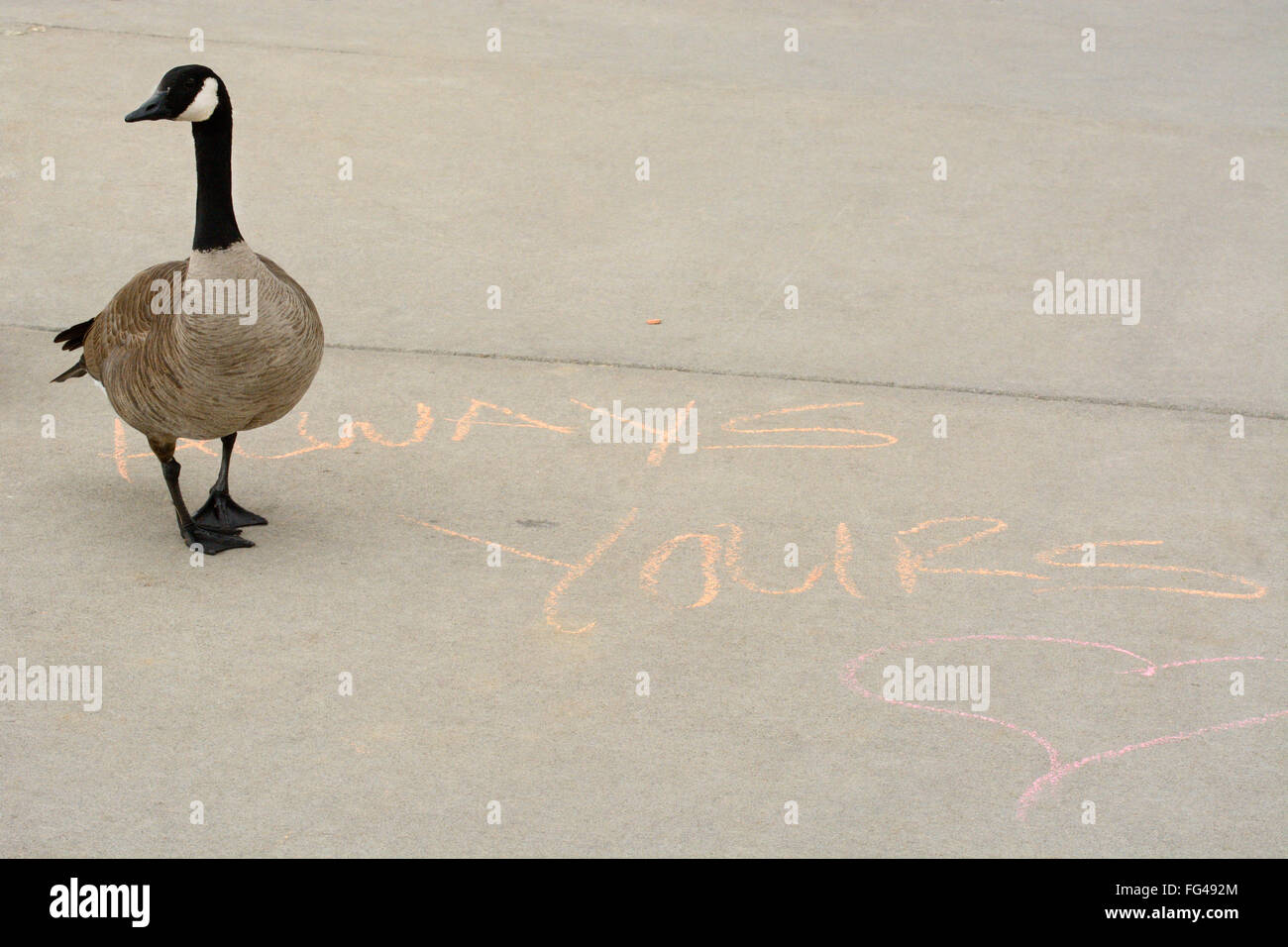 Goose heart hi-res stock photography and images - Alamy