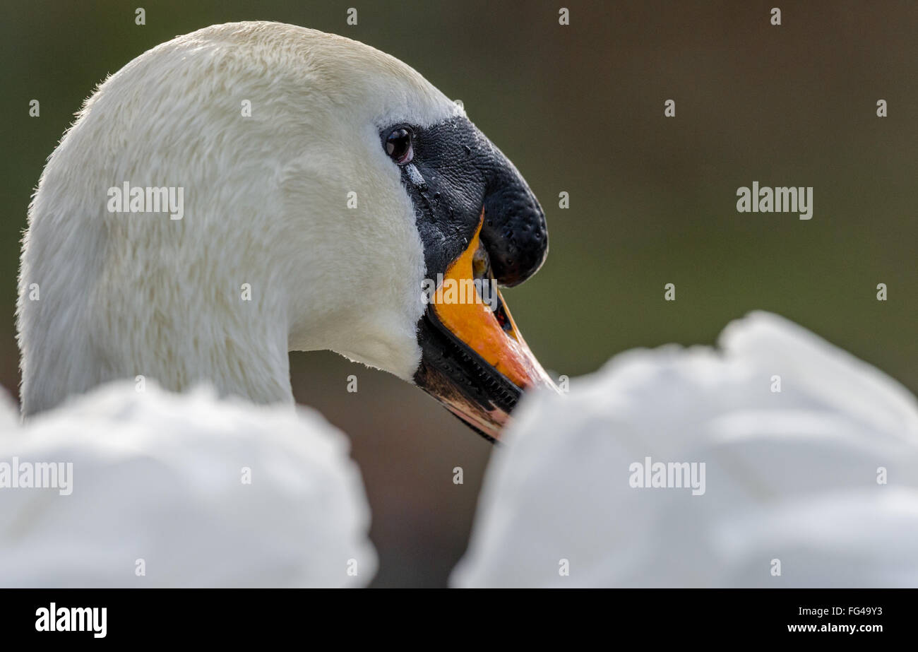 Male Mute swan with bubbles coming from its tear gland Stock Photo - Alamy