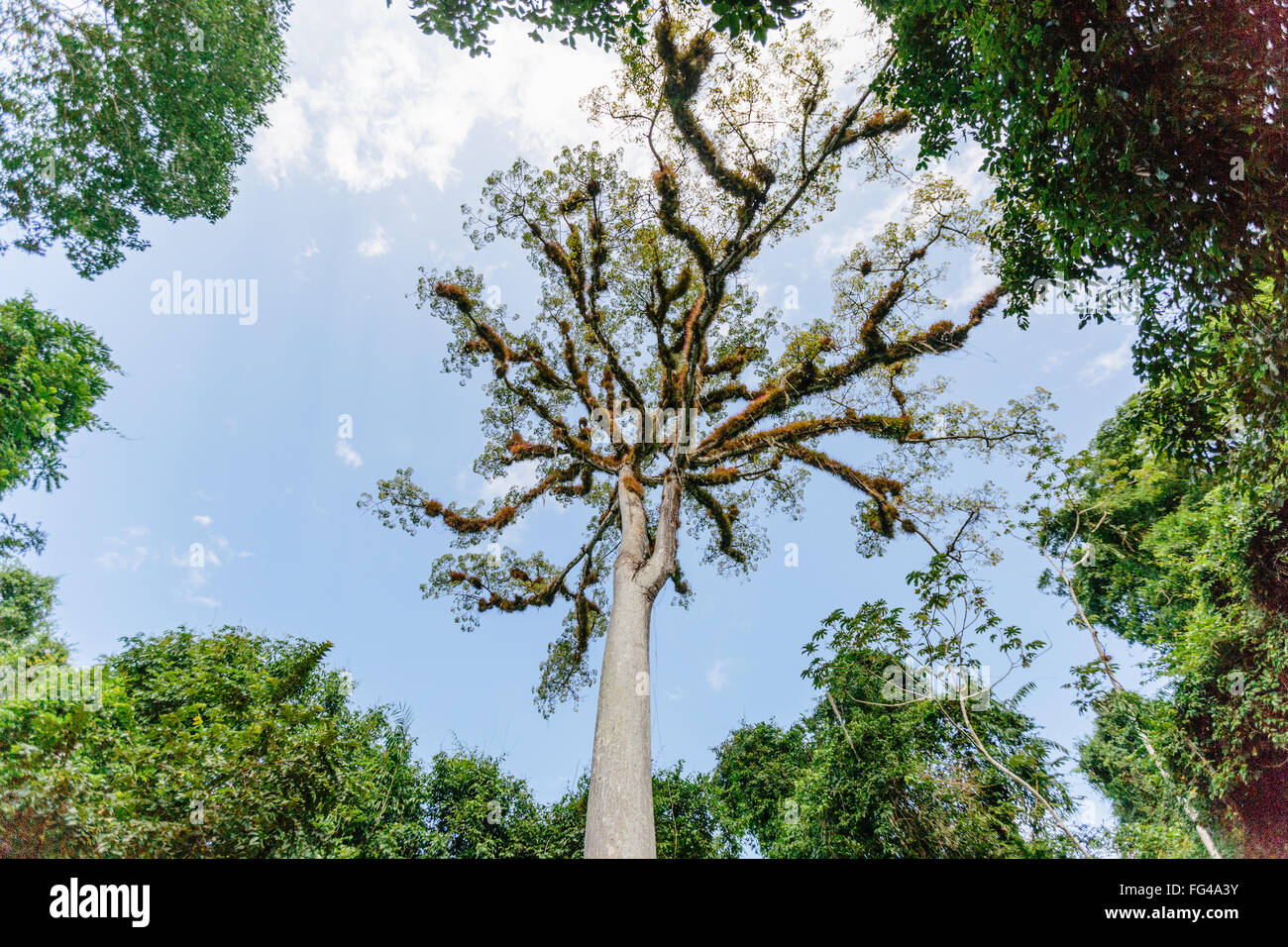 Mayan Ceiba tree, Tikal, Guatemala Stock Photo - Alamy