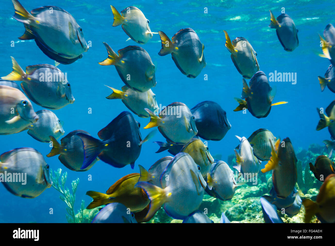 Closeup of School of blue tang fish, acanthurus coeruleus, swimming on ...