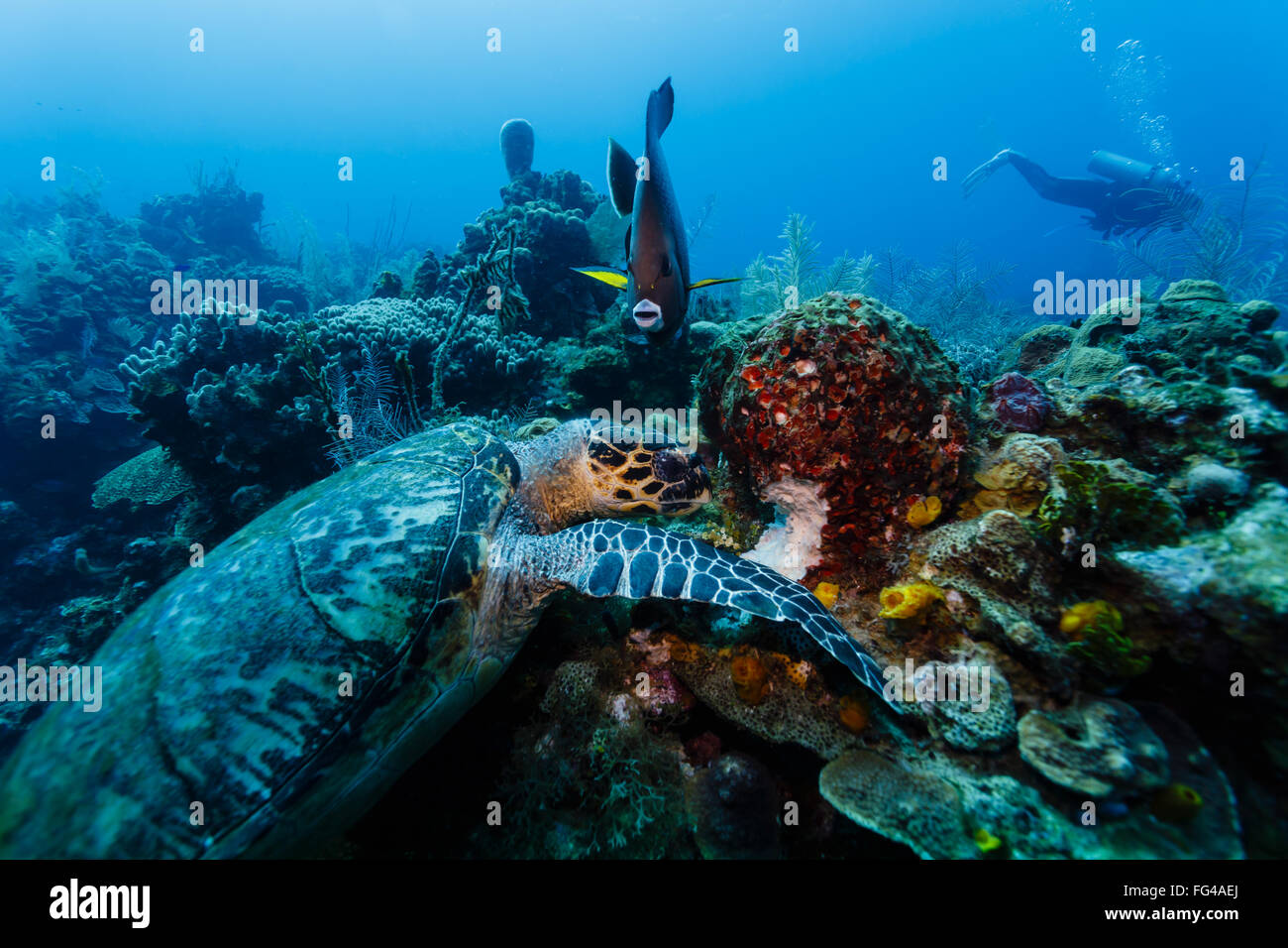 Turtle eating fish hi-res stock photography and images - Alamy