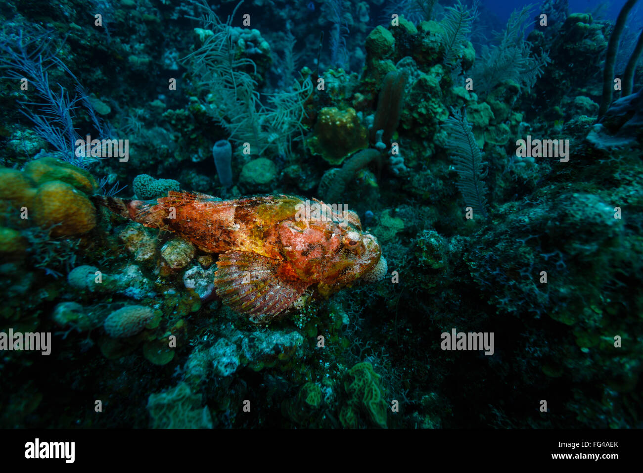 Red Spotted Scorpion fish, Scorpaena plumieri, camouflaged on coral ...