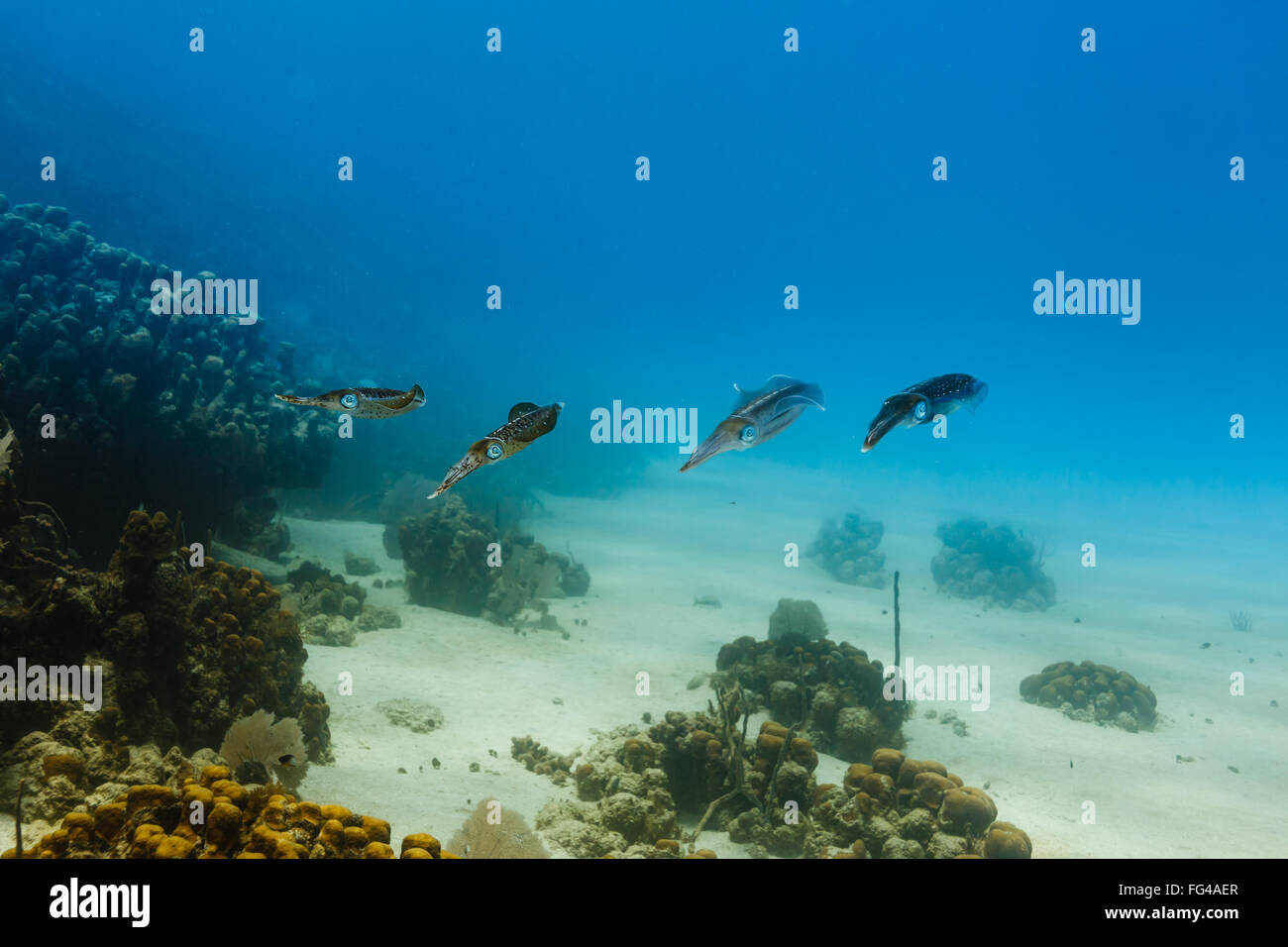 Group caribbean reef squid hi-res stock photography and images - Alamy