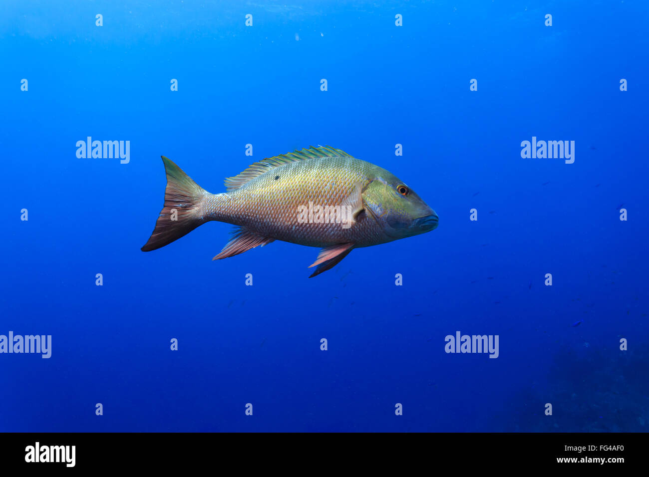 Close up side view of Mutton snapper fish, lutjanus analis, swimming in ...