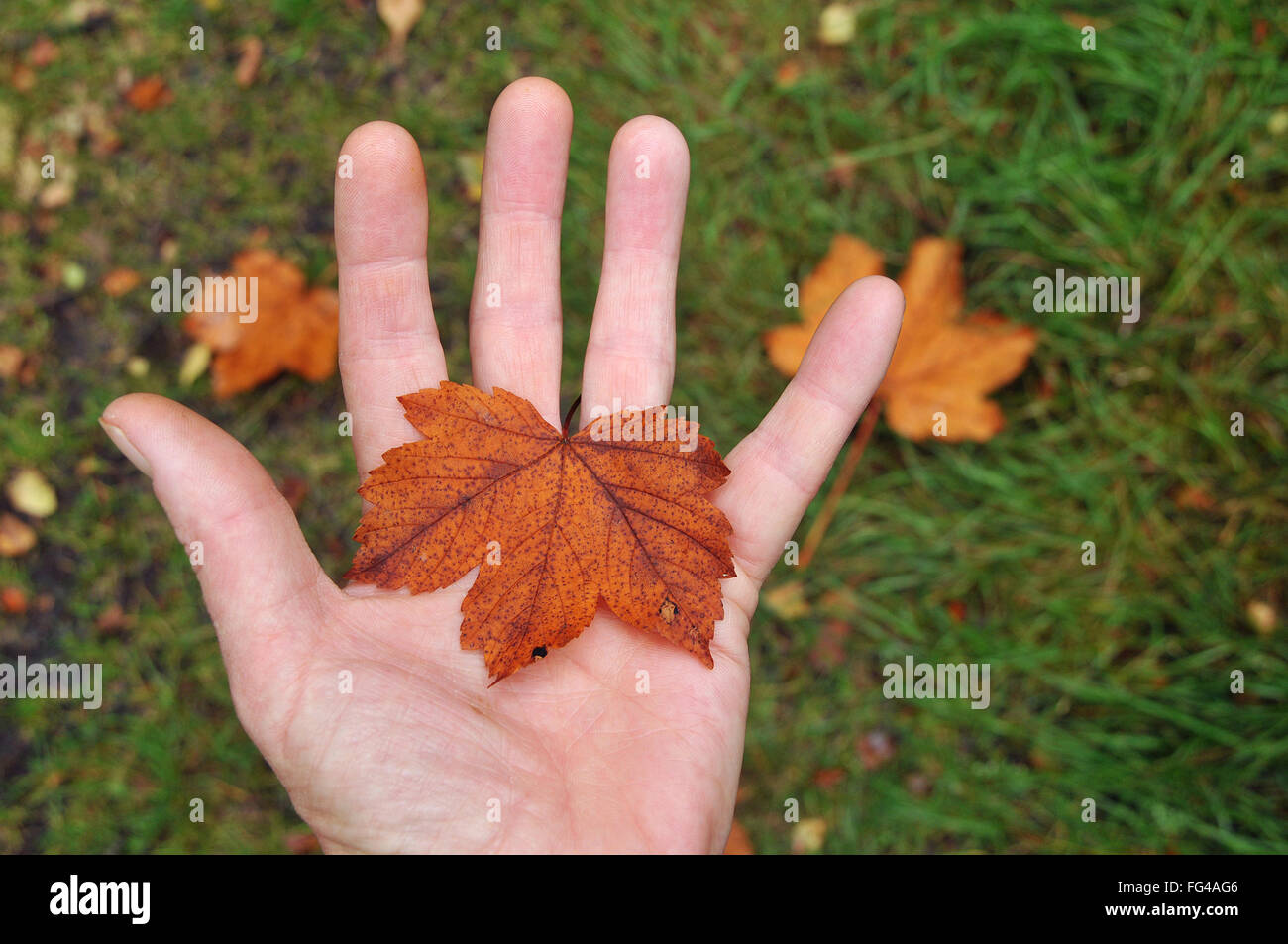 Hand and leaf hi-res stock photography and images - Alamy