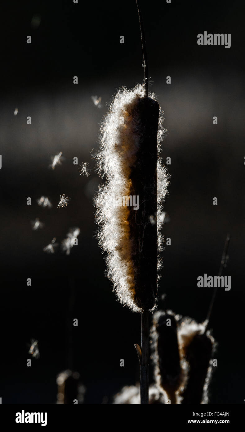 Seeding bullrush hi-res stock photography and images - Alamy