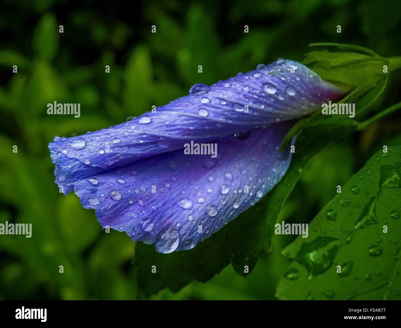 Curled Up Flower Stock Photos & Curled Up Flower Stock Images - Alamy