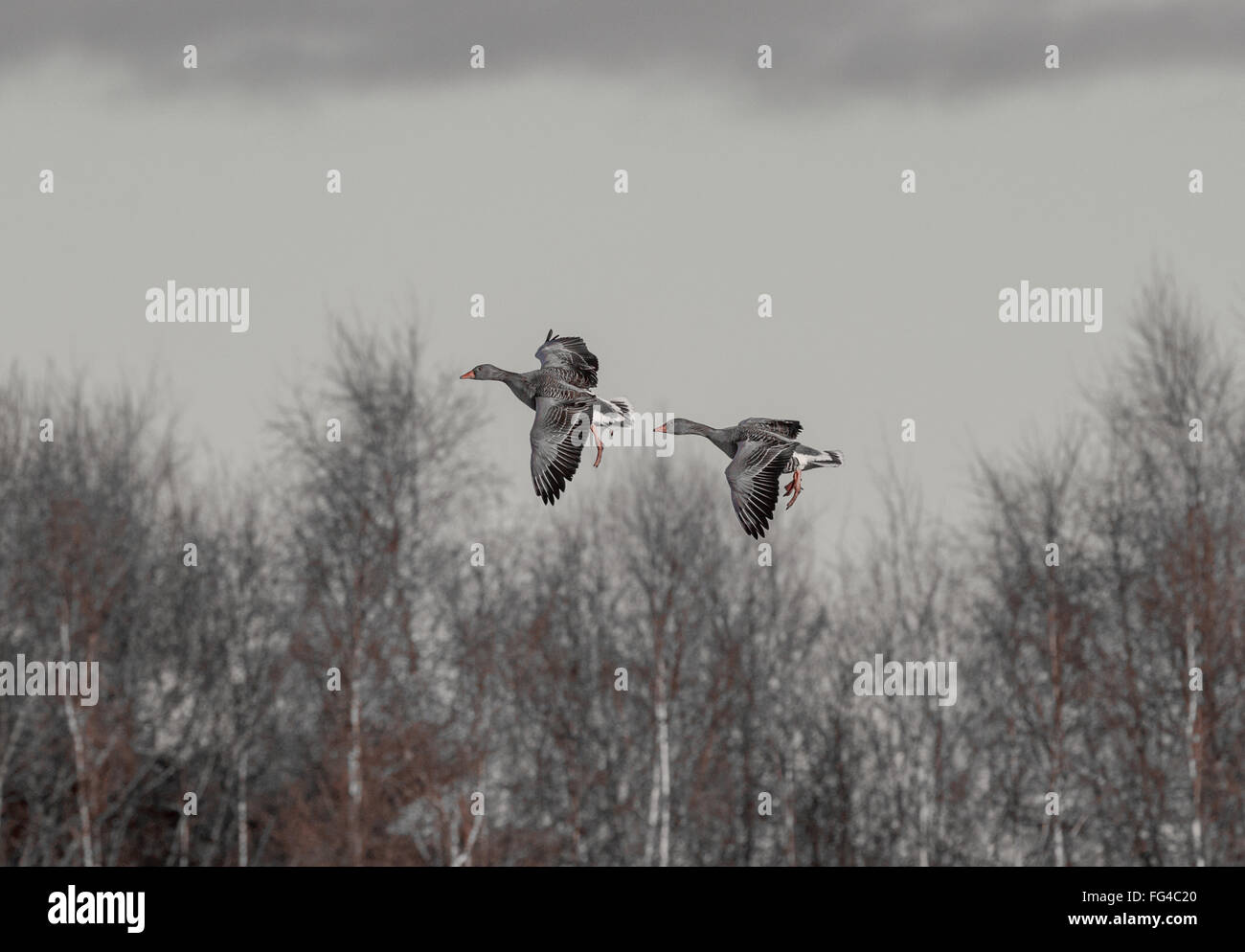 Pair of Greylag geese flying together Stock Photo - Alamy
