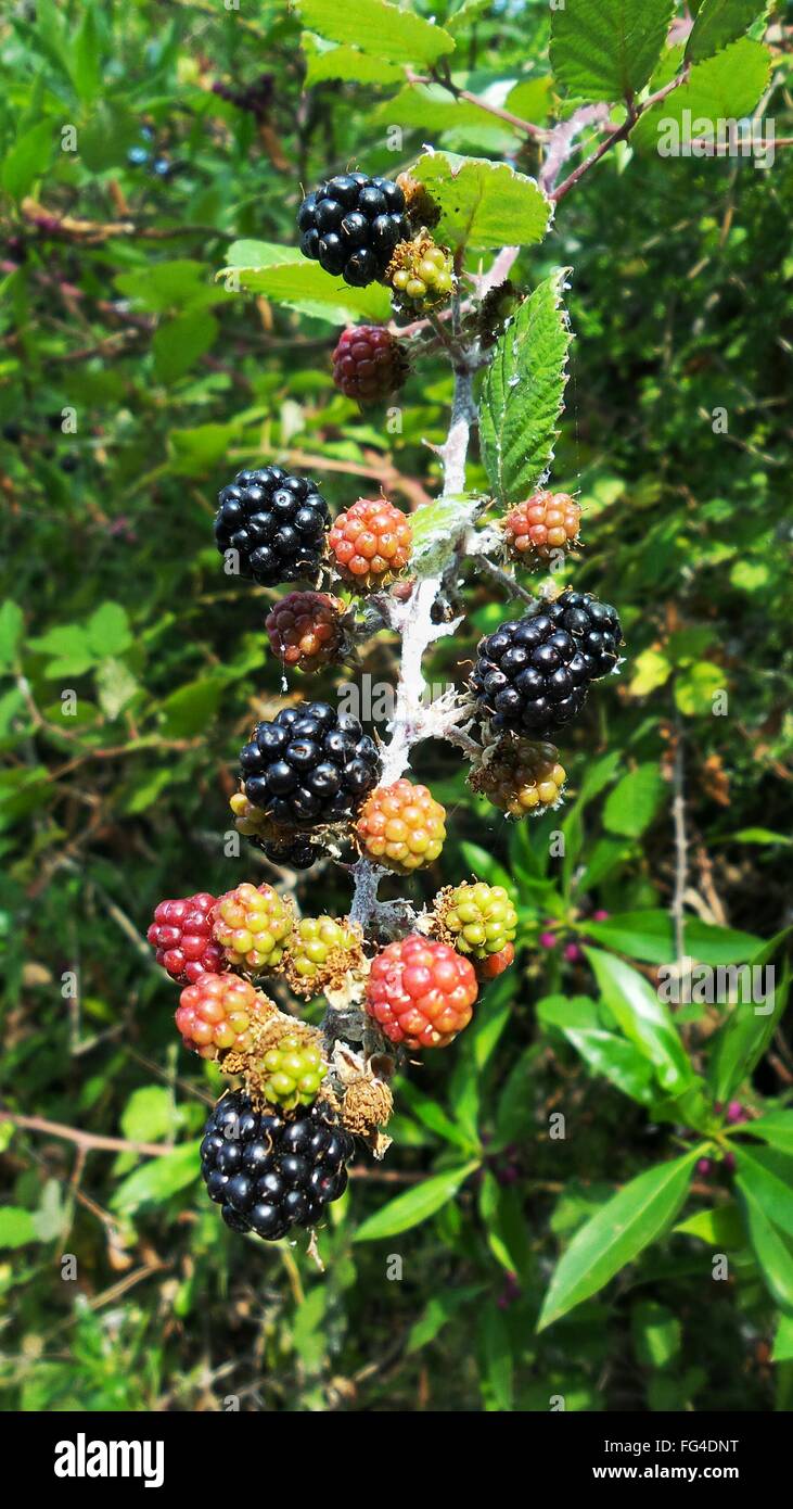 Wild growing tree hi-res stock photography and images - Alamy