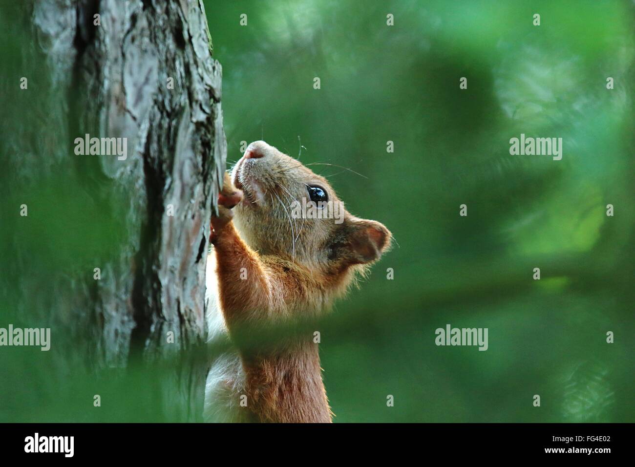Tree climbing animals hi-res stock photography and images - Alamy