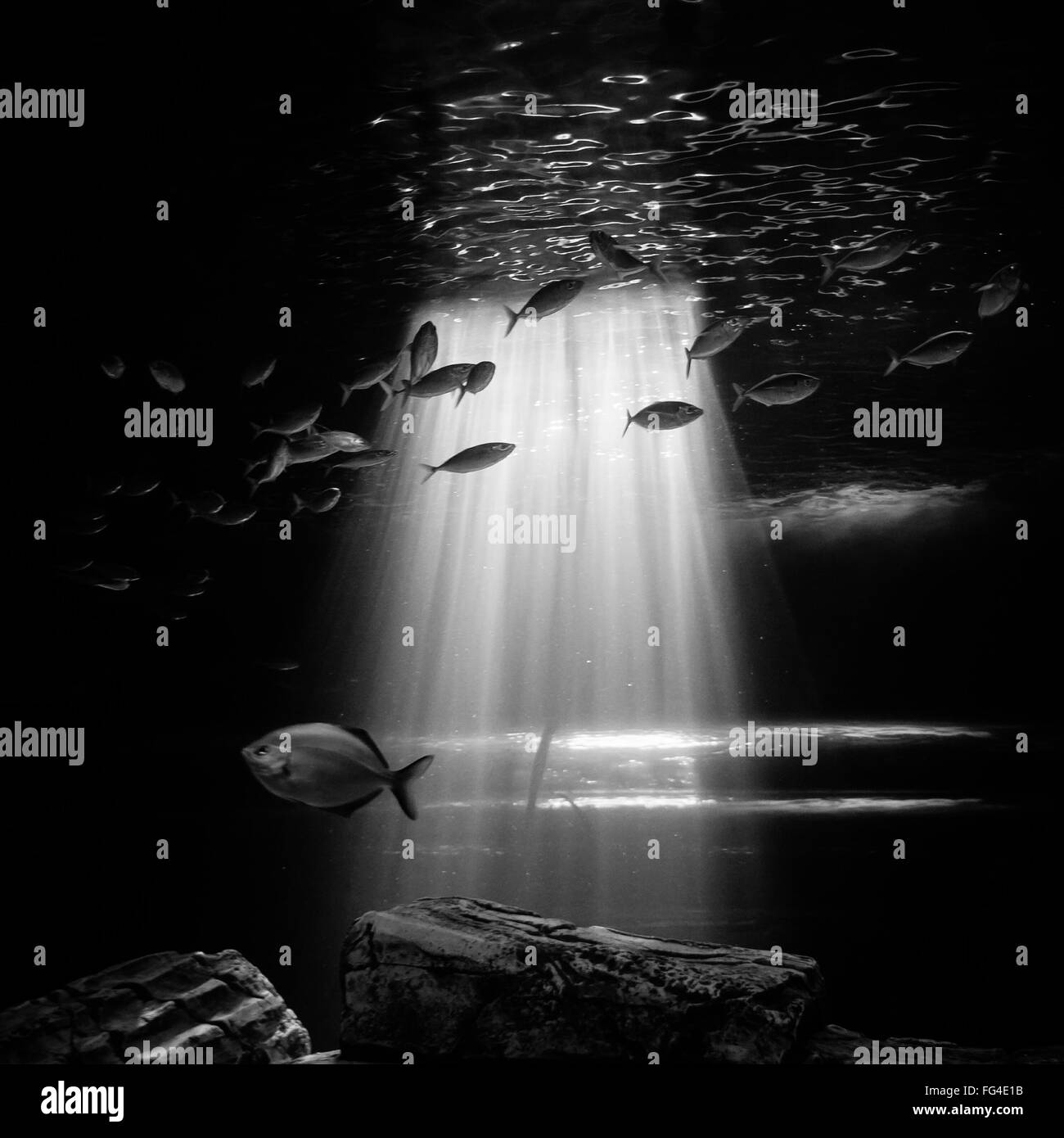 Side fish hi-res stock photography and images - Alamy