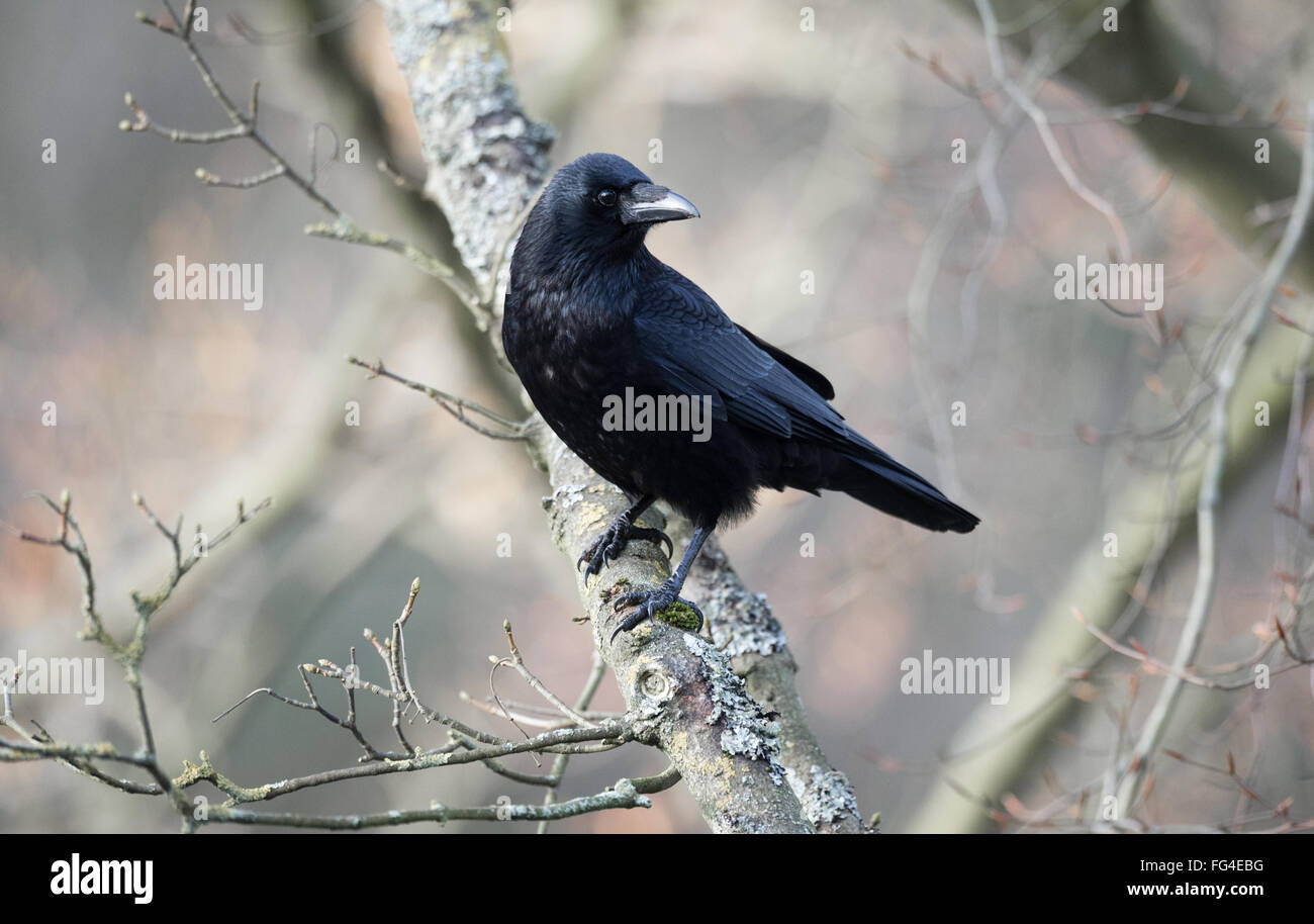 Crow perched on branch hi-res stock photography and images - Alamy