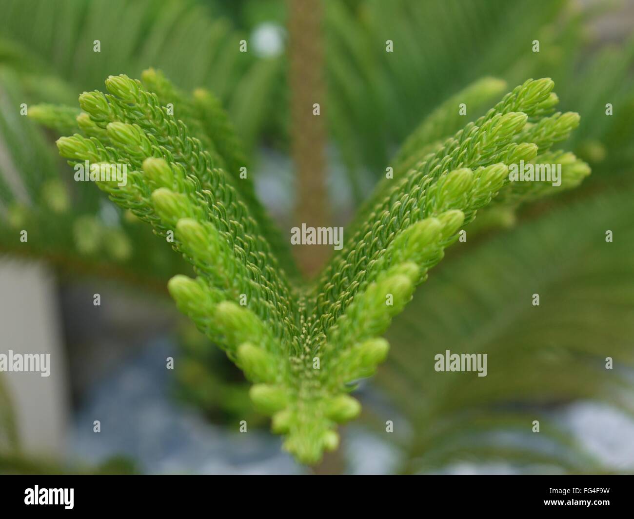 Pine leaf hi-res stock photography and images - Alamy
