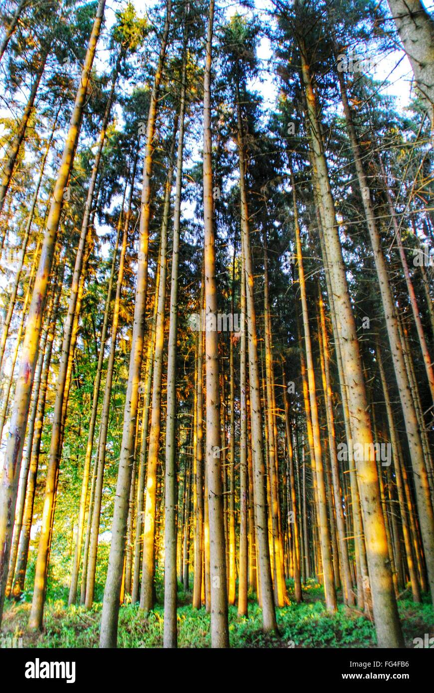 Spiked trees hi-res stock photography and images - Alamy