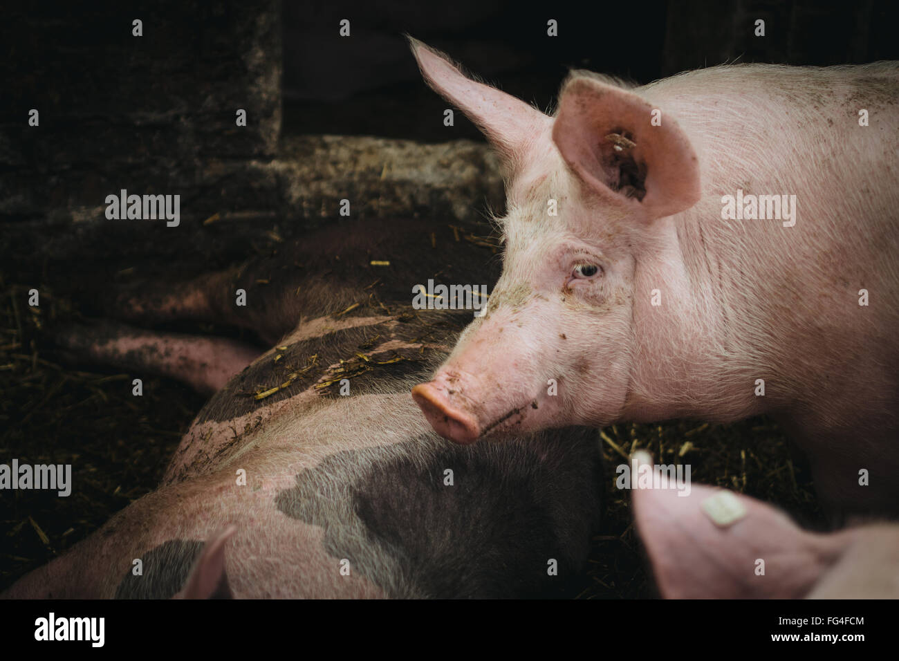 Adult Pig Side View