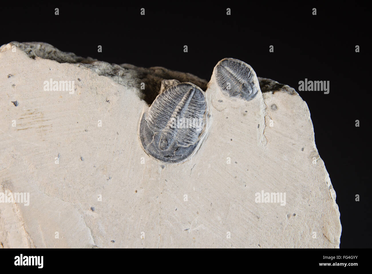 Ancient fossil in the rock Stock Photo - Alamy