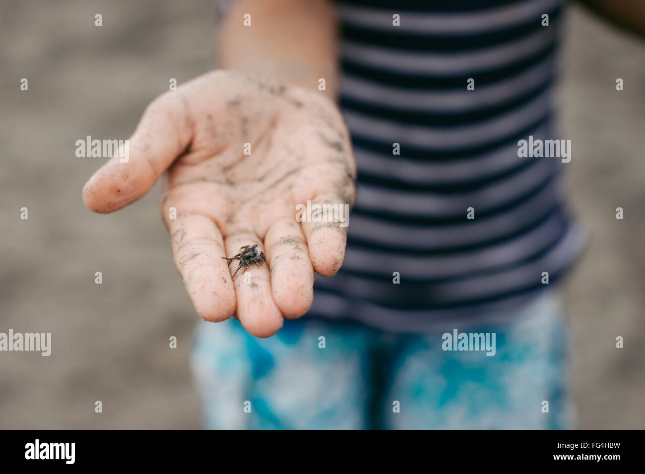 Close-Up Of Hand Holding Insect Stock Photo - Alamy