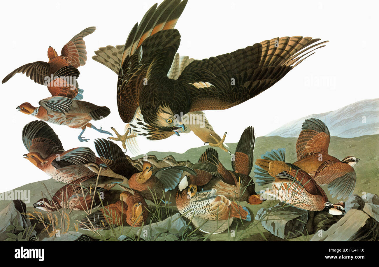 AUDUBON: HAWK & BOBWHITE. /nRed-shouldered Hawk (Buteo lineatus) and ...