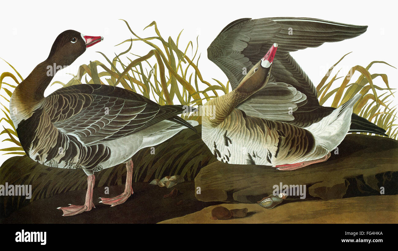 AUDUBON: GOOSE. /nGreater White-fronted Goose (Anser albifrons ...