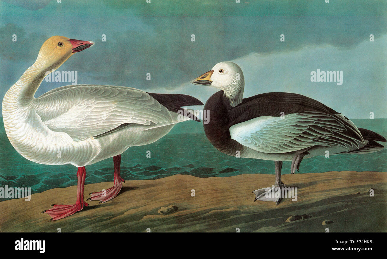 AUDUBON: GOOSE. /nSnow Goose (Chen caerulescens). Engraving after John ...