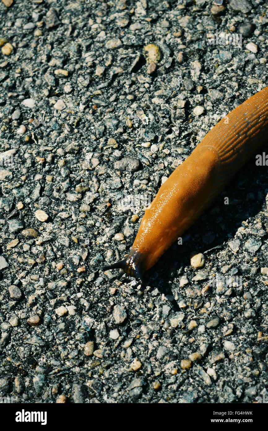 Slug In Wild High Resolution Stock Photography and Images - Alamy