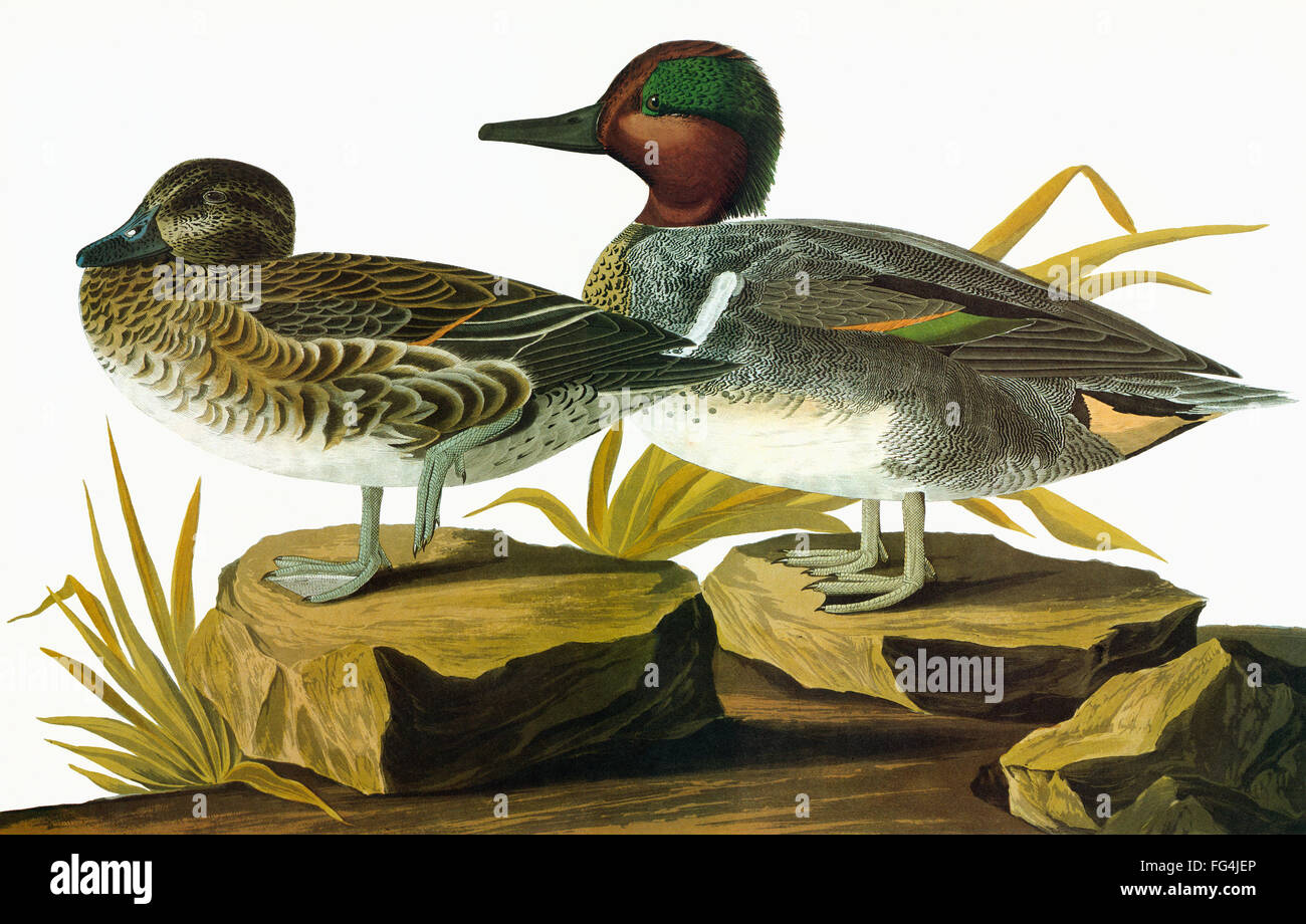 AUDUBON: TEAL. /nGreen-winged teal (Anas crecca). Engraving after John ...