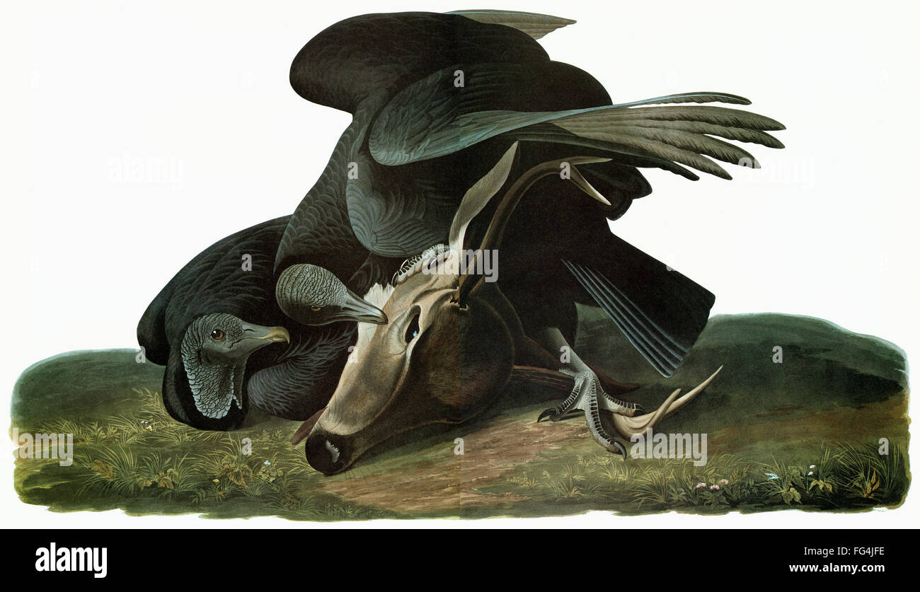 AUDUBON: VULTURE. /nBlack Vulture (Coragyps atratus). Engraving after ...