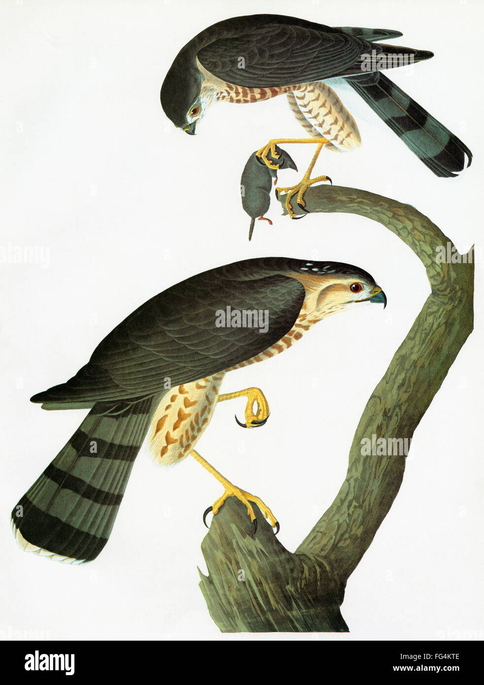 AUDUBON: HAWK. /nSharp-shinned Hawk (Accipiter striatus). Engraving ...